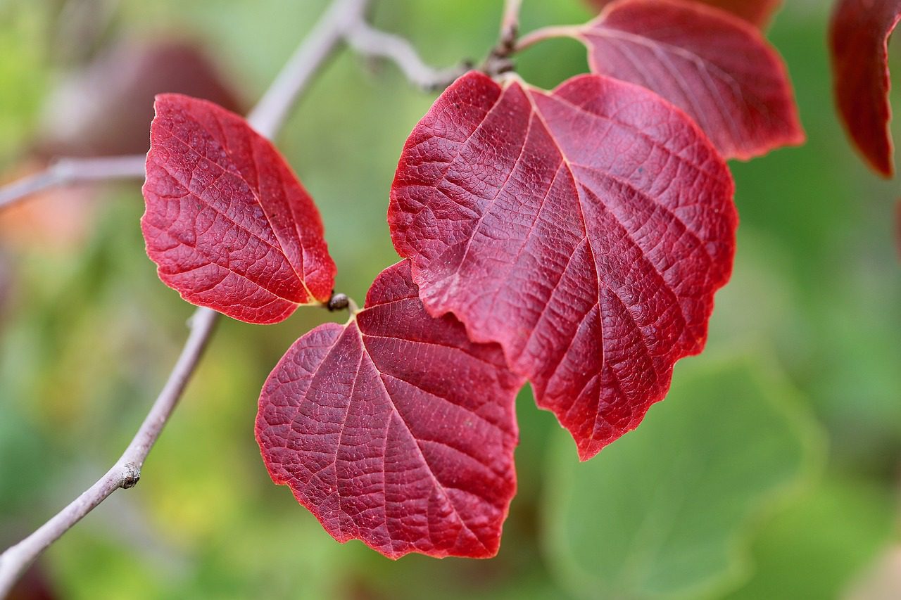 Qué árbol tiene hojas rojas en otoño en Argentina