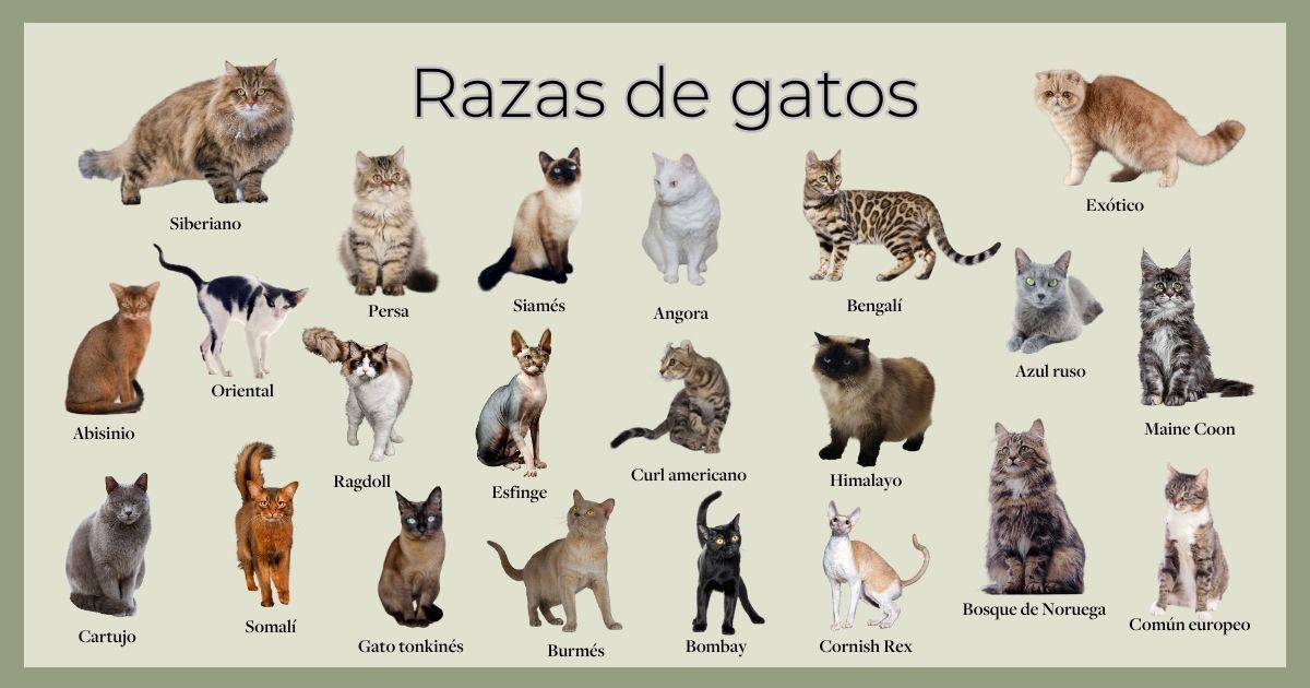 Cuántas razas de gatos existen en el mundo: una guía completa